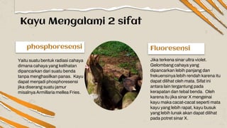 ANJELINA_PPT FISIKA KAYU_Sifat kayu terhadap cahayaFAKULTAS KEHUTANAN ...