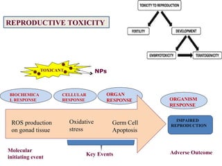 Reproductive toxicity induced by nanoparticles | PPT
