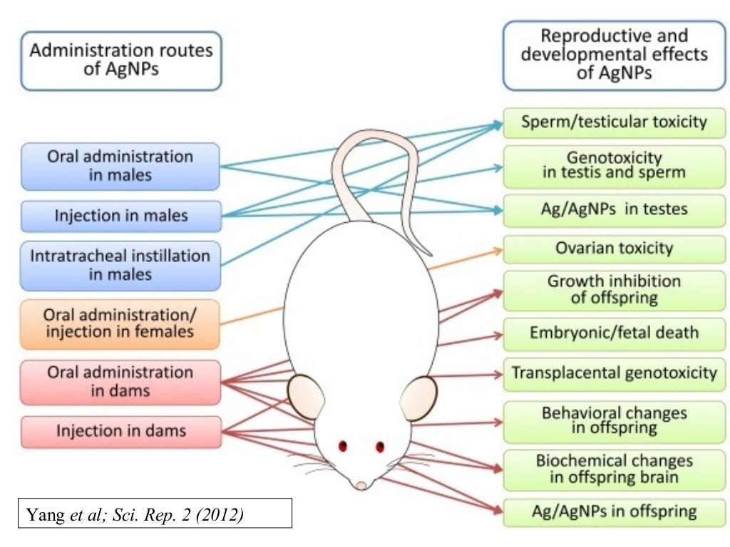 Reproductive Toxicity Induced By Nanoparticles