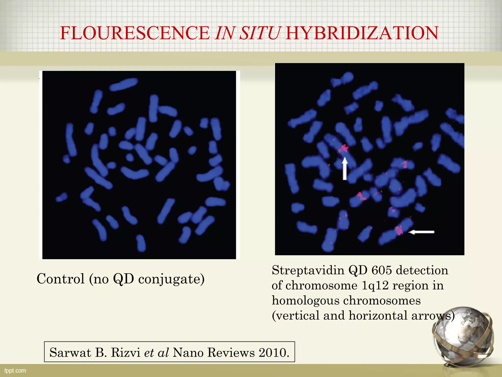 Biomedical applications of quantum dots | PPT