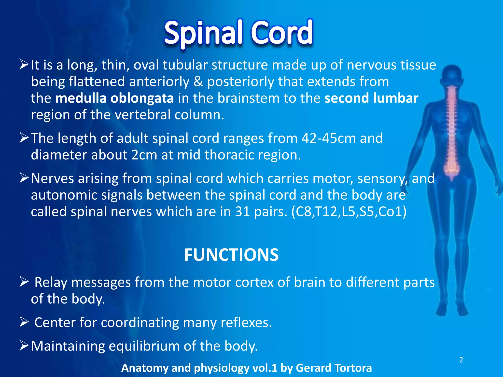 SPINAL CORD NOVEL TREATMENT | PPT