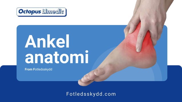 Ankel Anatomi | PDF