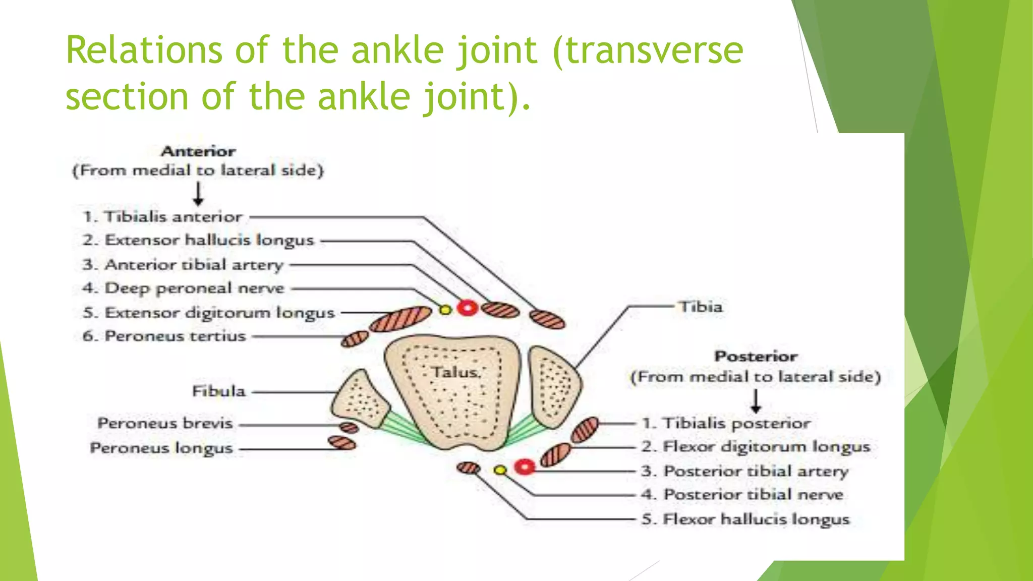 Ankel joint | PPTX | Death, Injury, or Military Conflict | Sensitive Topics