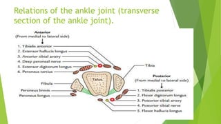 Ankel joint | PPTX