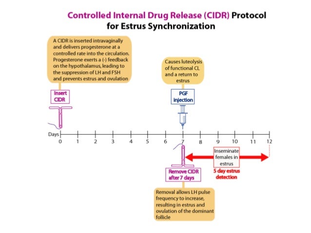 estrous synchronization