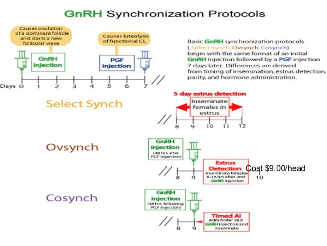 estrous synchronization