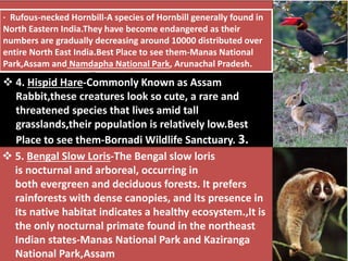 Endangered Species | PPTX