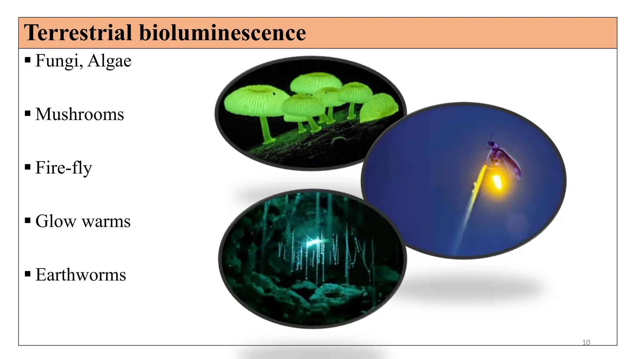 Bioluminescence-Living source of light on earth | PPT