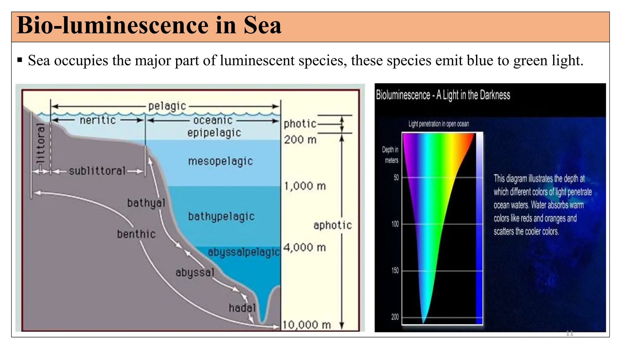 Bioluminescence-Living source of light on earth | PPT