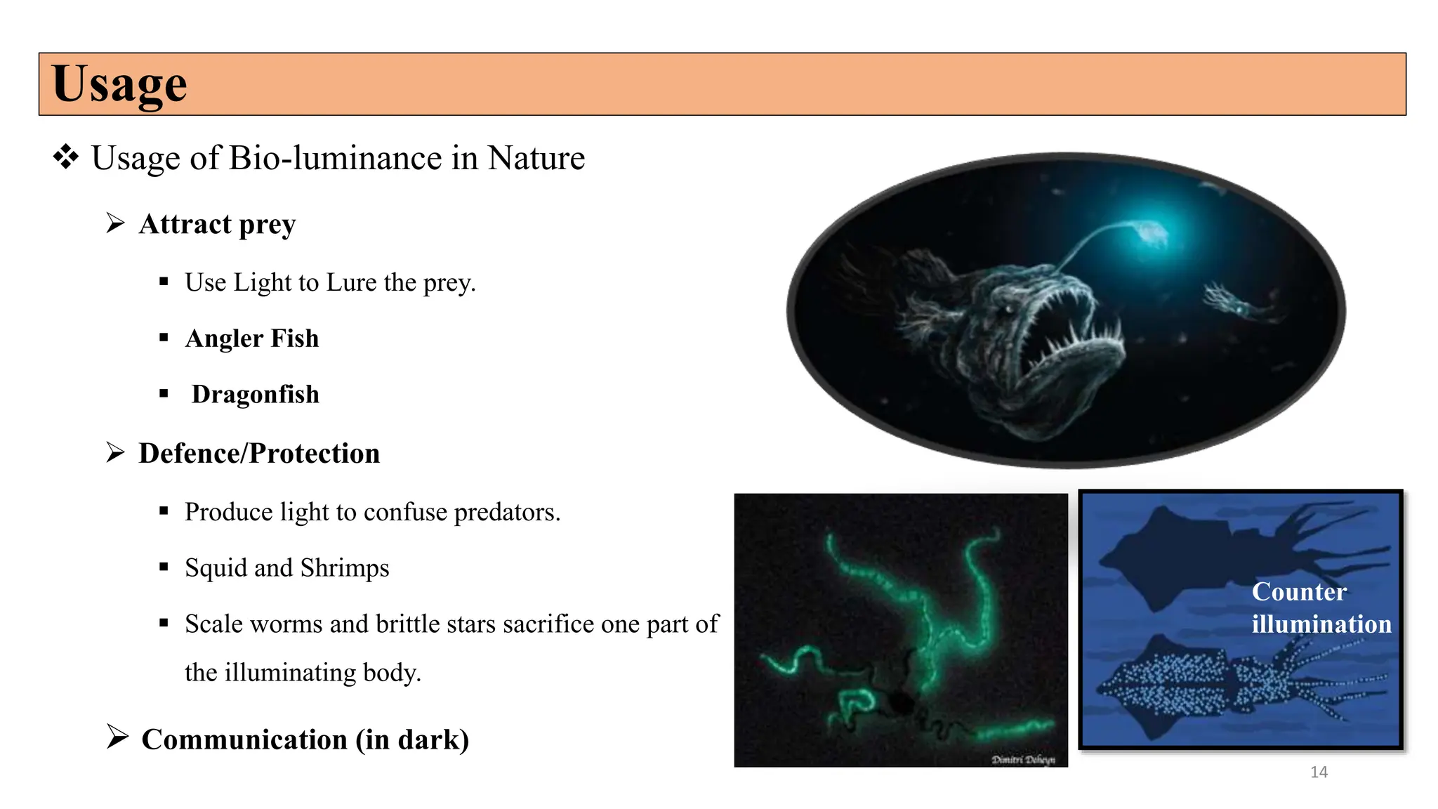 Bioluminescence-Living source of light on earth | PPT