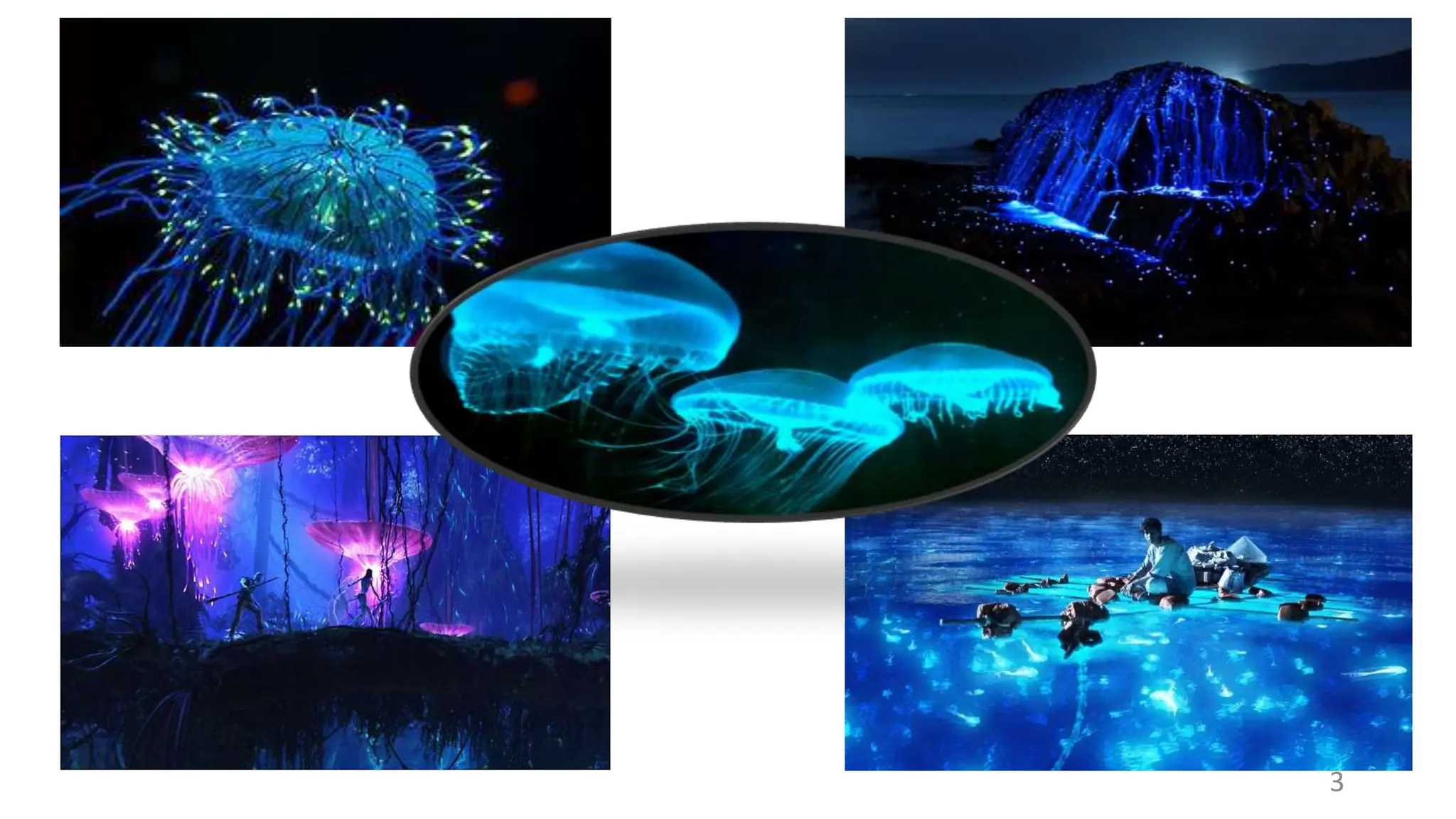 Bioluminescence-Living source of light on earth | PPT