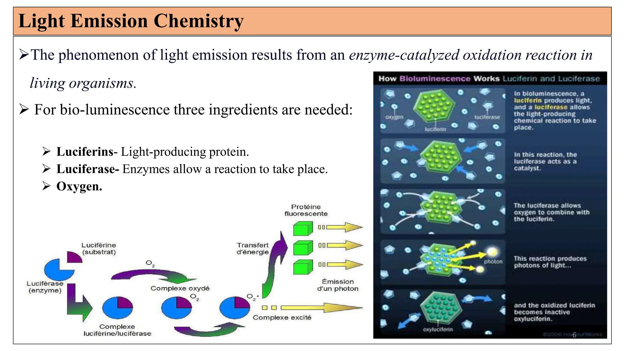 Bioluminescence-Living source of light on earth | PPT
