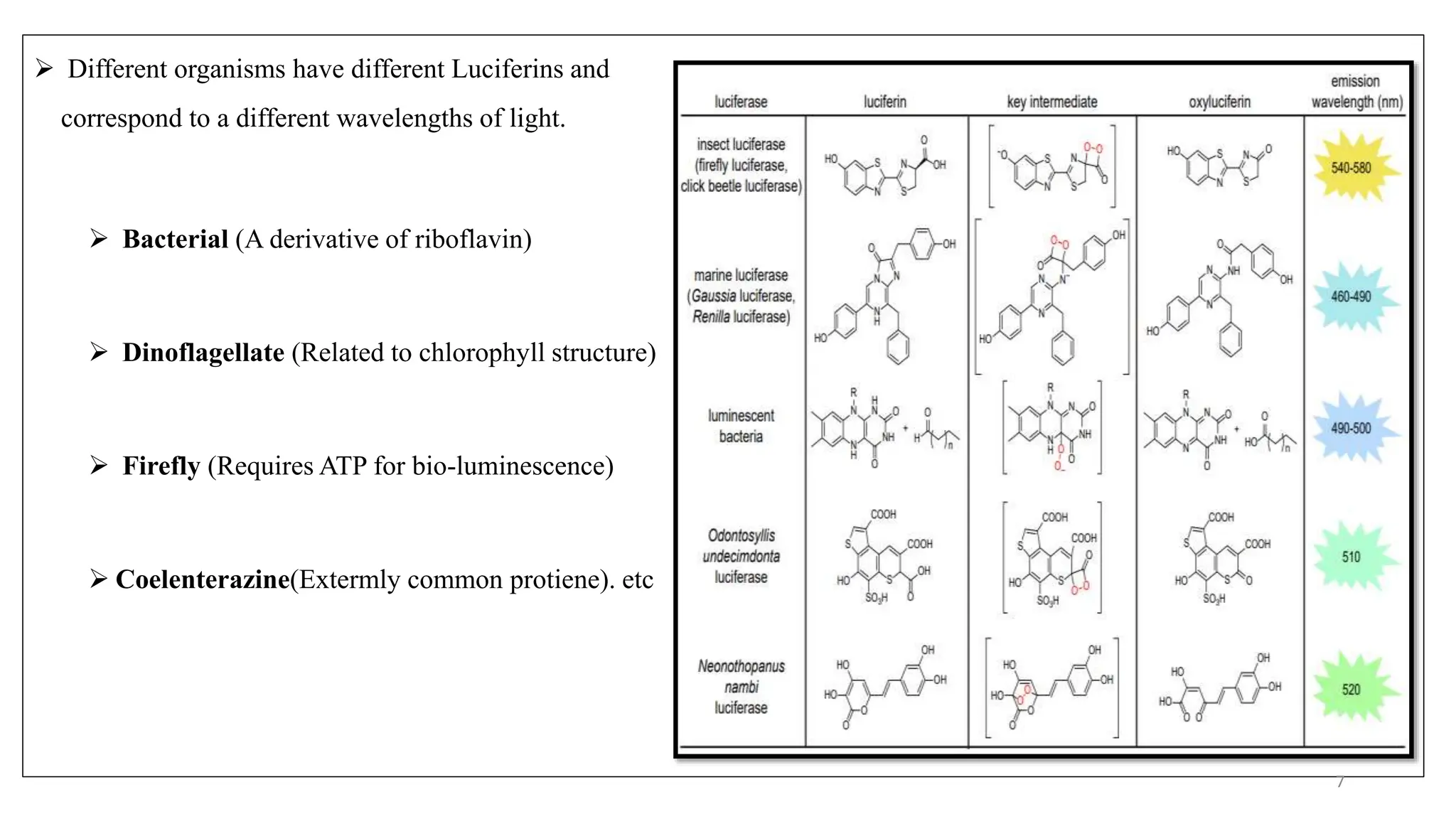 Bioluminescence-Living source of light on earth | PPT