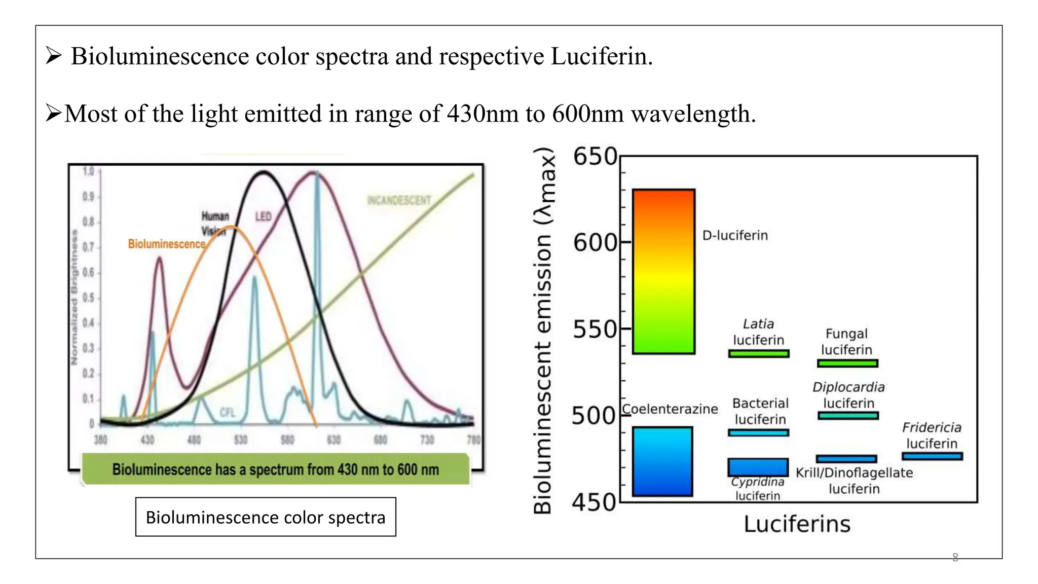 Bioluminescence-Living source of light on earth | PPT