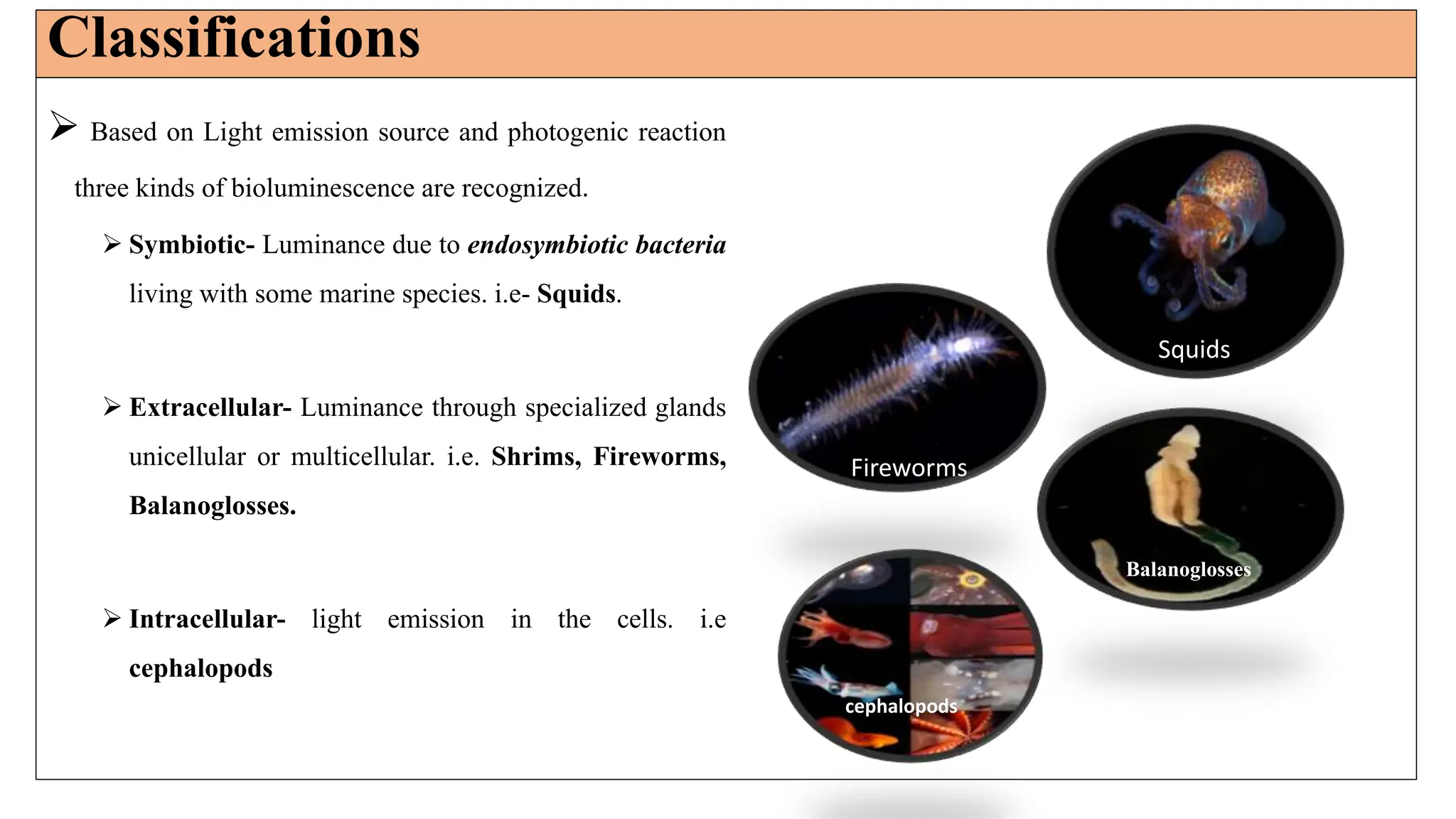 Bioluminescence-Living source of light on earth | PPT