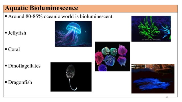 Bioluminescence-Living source of light on earth | PPT