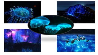 Bioluminescence-Living source of light on earth | PPT