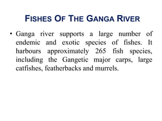 Fish And Fisheries Of River Ganga By ANKITA | PPTX