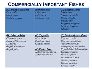 Fish And Fisheries Of River Ganga By ANKITA | PPTX