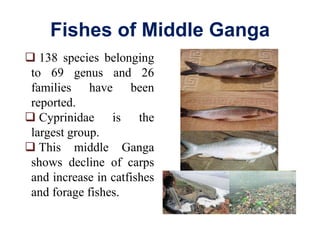 Fish And Fisheries Of River Ganga By ANKITA | PPTX