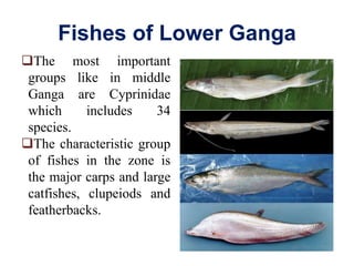 Fish And Fisheries Of River Ganga By ANKITA | PPTX