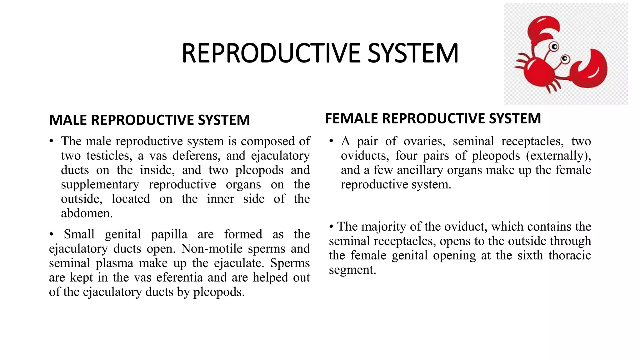 ANKITA.THAKUR-REPRODUCTIVE BIOLOGY OF CRAB.pptx