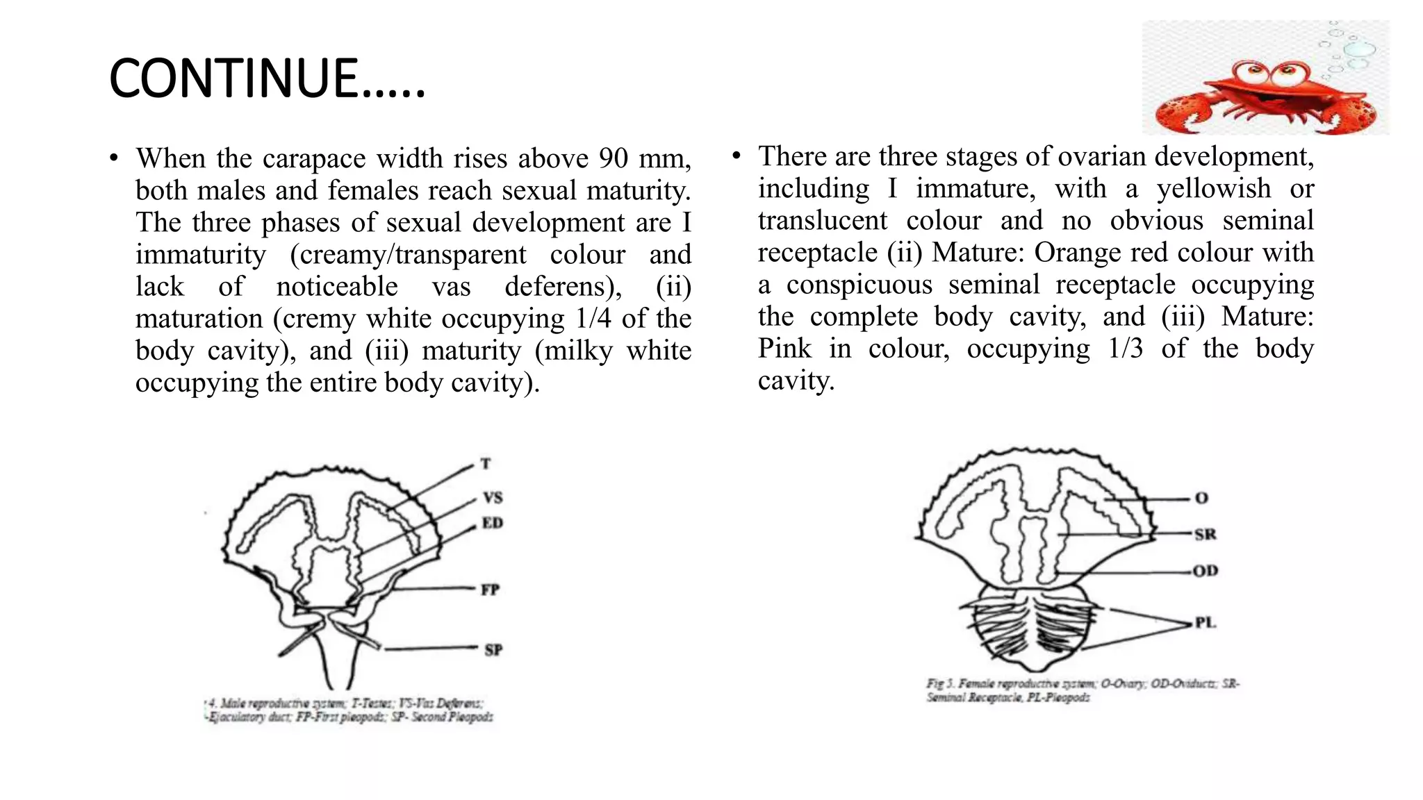 ANKITA.THAKUR-REPRODUCTIVE BIOLOGY OF CRAB.pptx