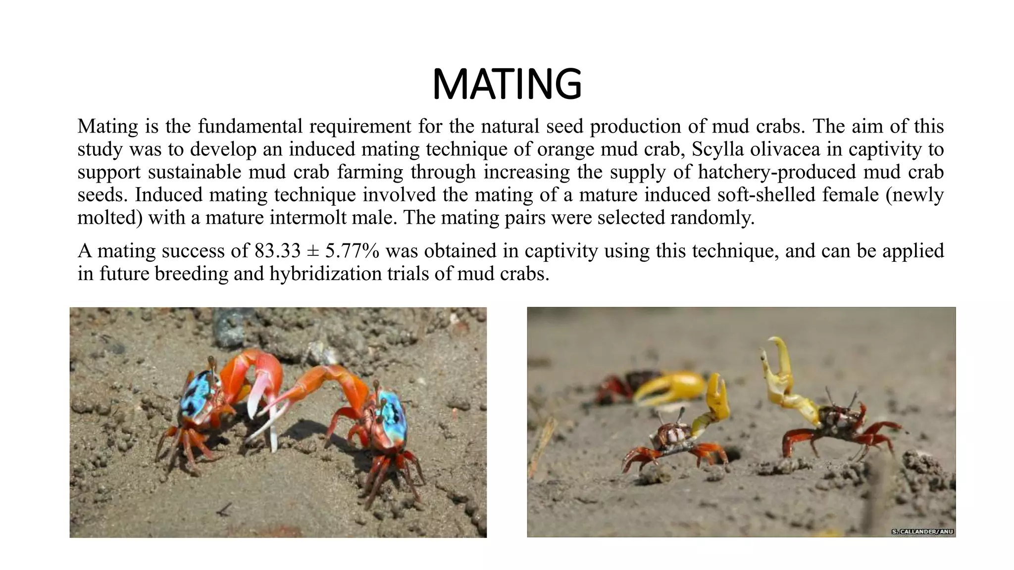ANKITA.THAKUR-REPRODUCTIVE BIOLOGY OF CRAB.pptx