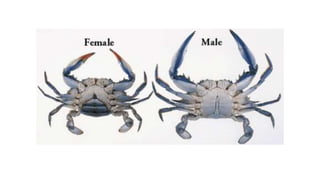 ANKITA.THAKUR-REPRODUCTIVE BIOLOGY OF CRAB.pptx