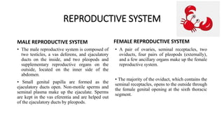 ANKITA.THAKUR-REPRODUCTIVE BIOLOGY OF CRAB.pptx
