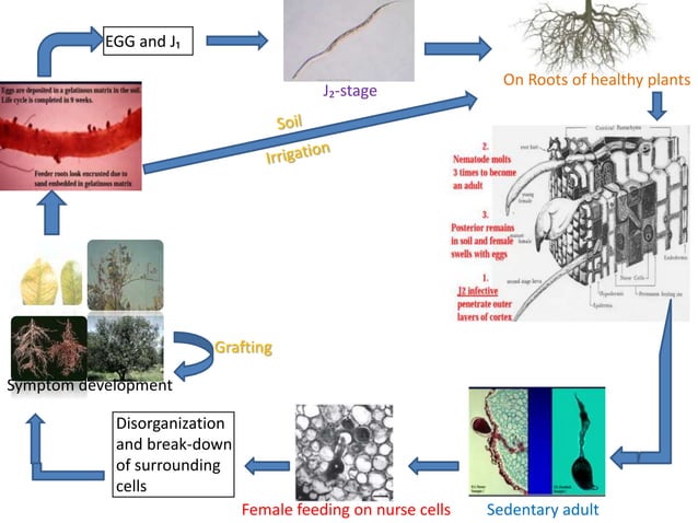 citrus slow decline | PPTX | Gardening | Home & Garden