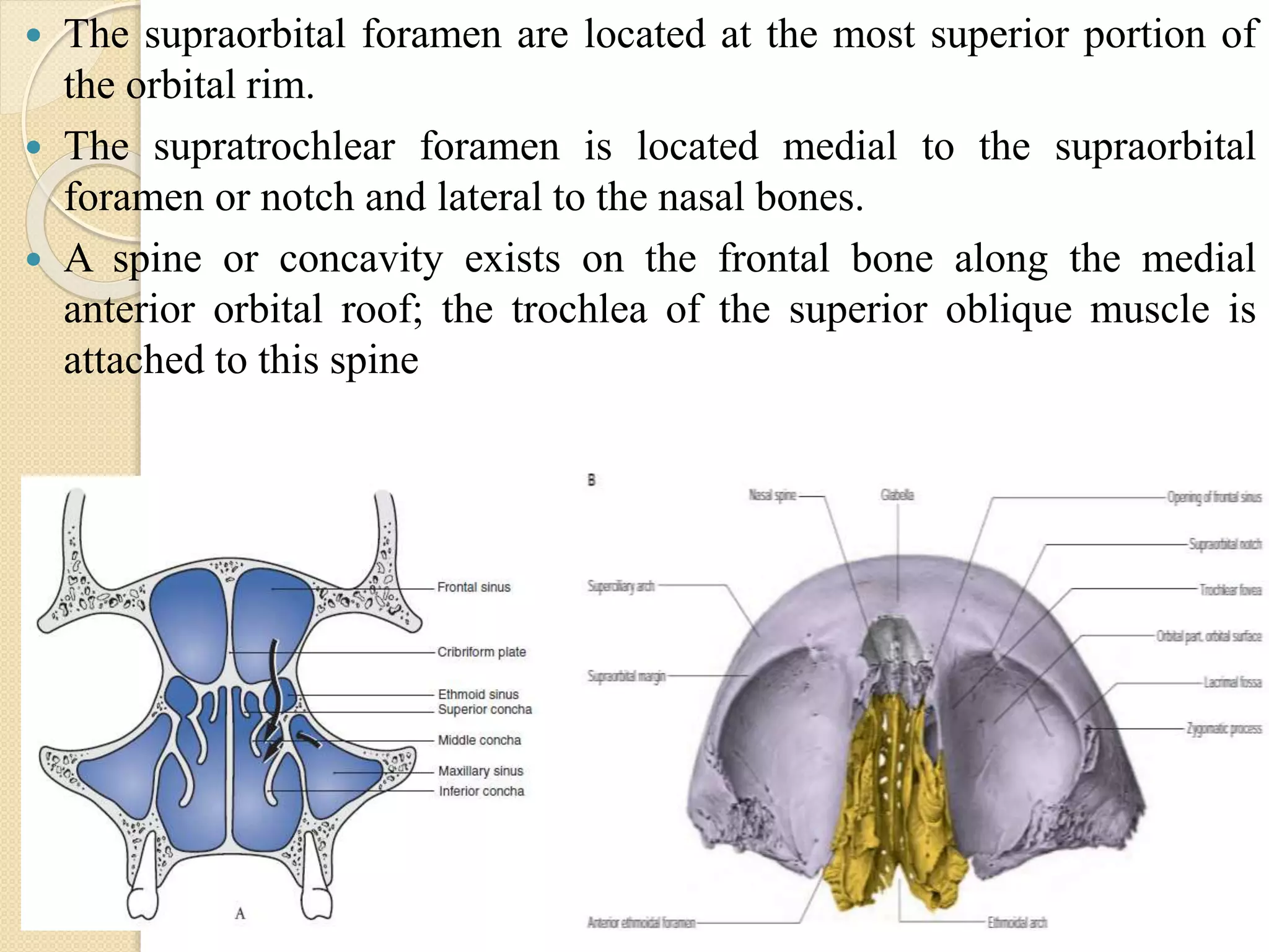 FRONTAL BONE FRACTURE | PPTX