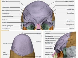 FRONTAL BONE FRACTURE | PPTX