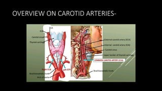 EXTERNAL CAROTID ARTERY | PPTX