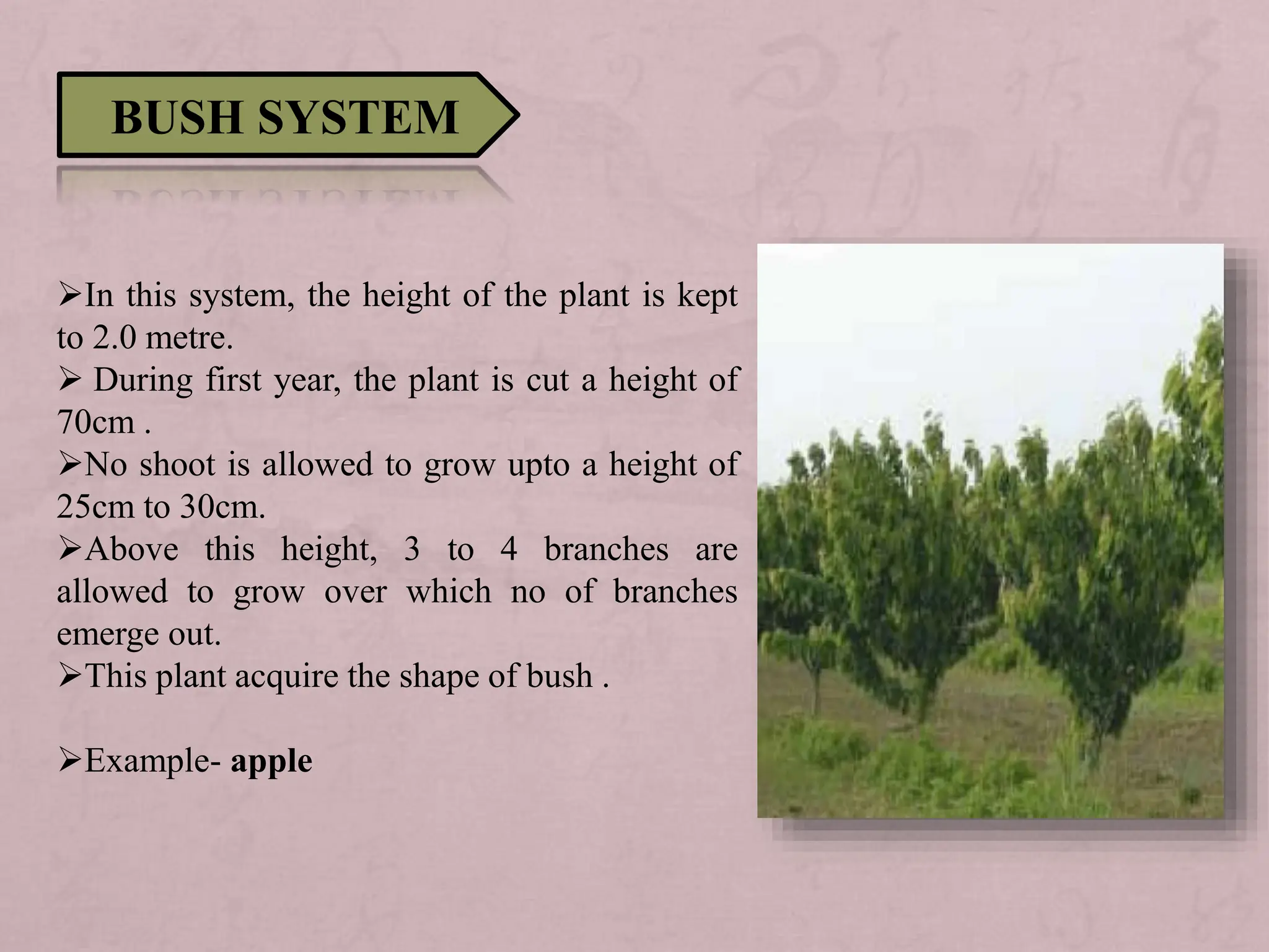 CANPOY CLASSIFICATION AND CANOPY MANAGEMENT THROUGH ROOTSTOCK AND SCION ...