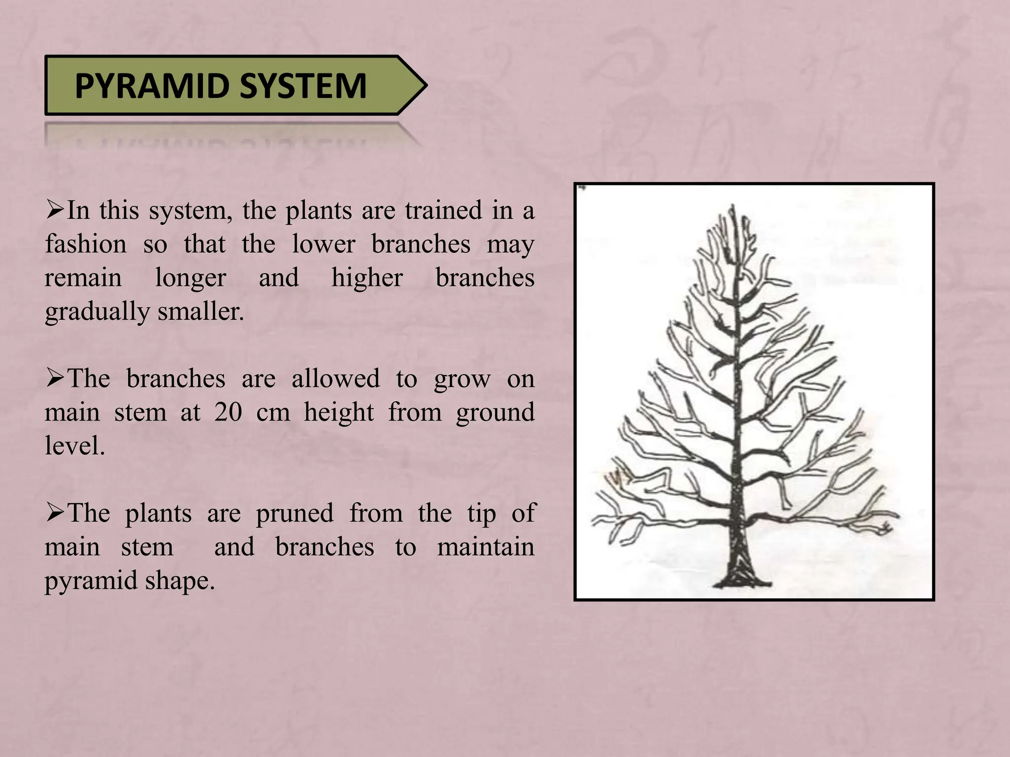 CANPOY CLASSIFICATION AND CANOPY MANAGEMENT THROUGH ROOTSTOCK AND SCION ...