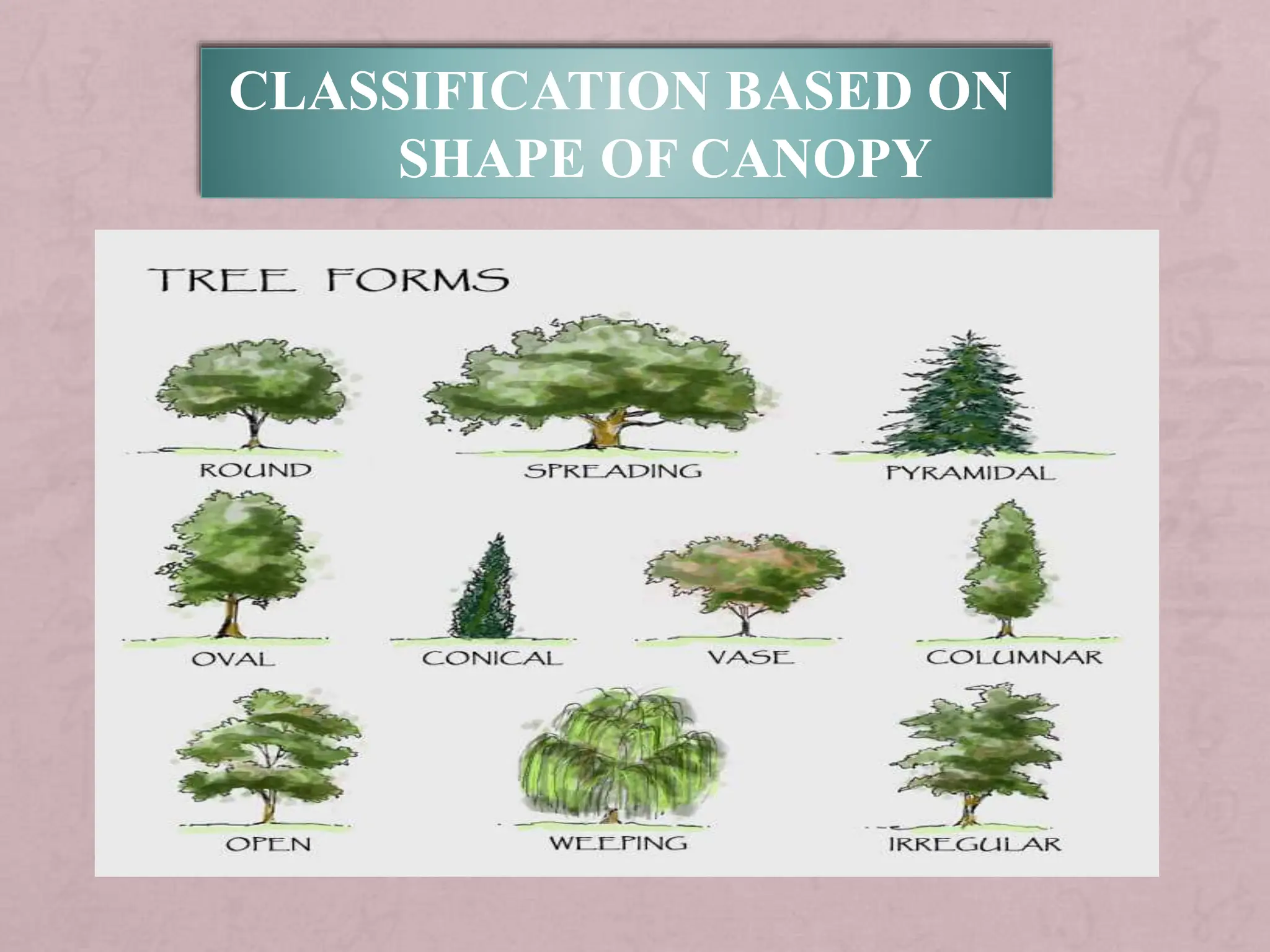 CANPOY CLASSIFICATION AND CANOPY MANAGEMENT THROUGH ROOTSTOCK AND SCION | PPTX
