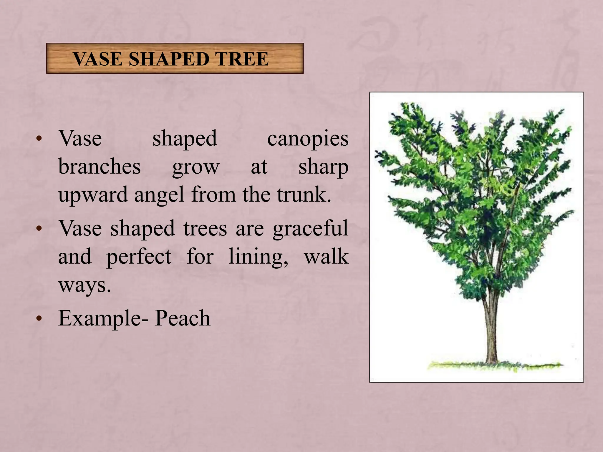 CANPOY CLASSIFICATION AND CANOPY MANAGEMENT THROUGH ROOTSTOCK AND SCION ...