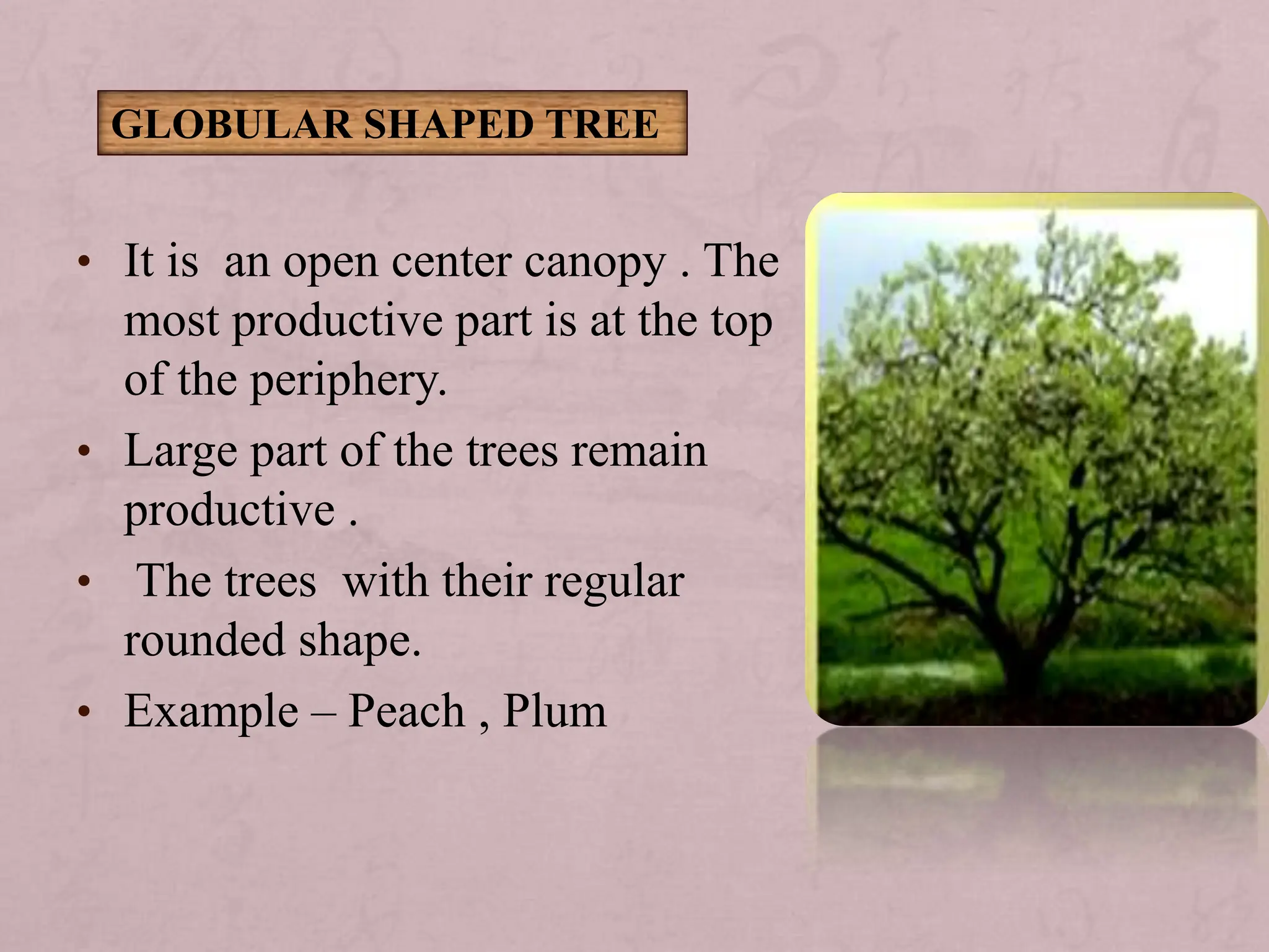 CANPOY CLASSIFICATION AND CANOPY MANAGEMENT THROUGH ROOTSTOCK AND SCION ...