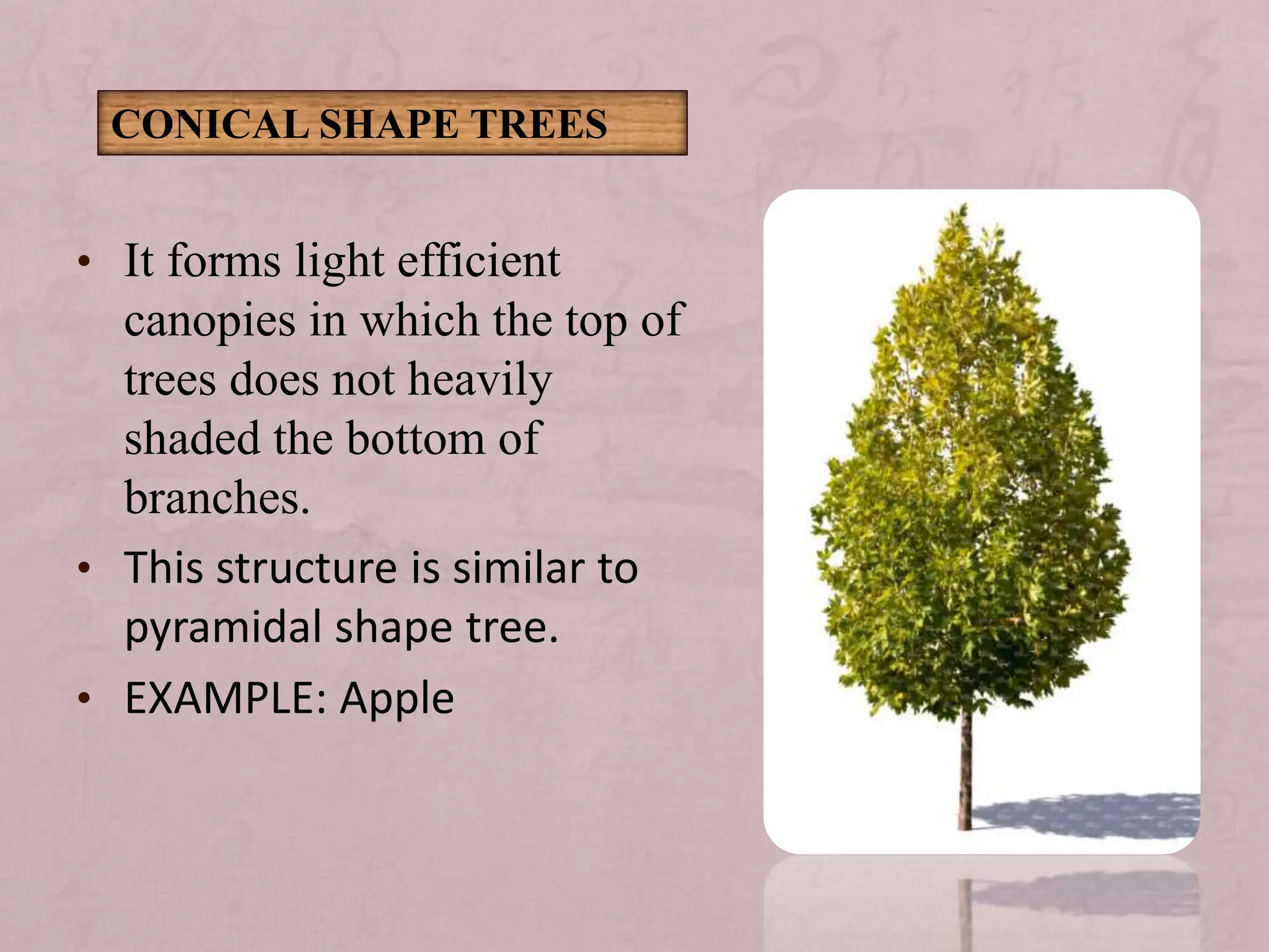 CANPOY CLASSIFICATION AND CANOPY MANAGEMENT THROUGH ROOTSTOCK AND SCION ...