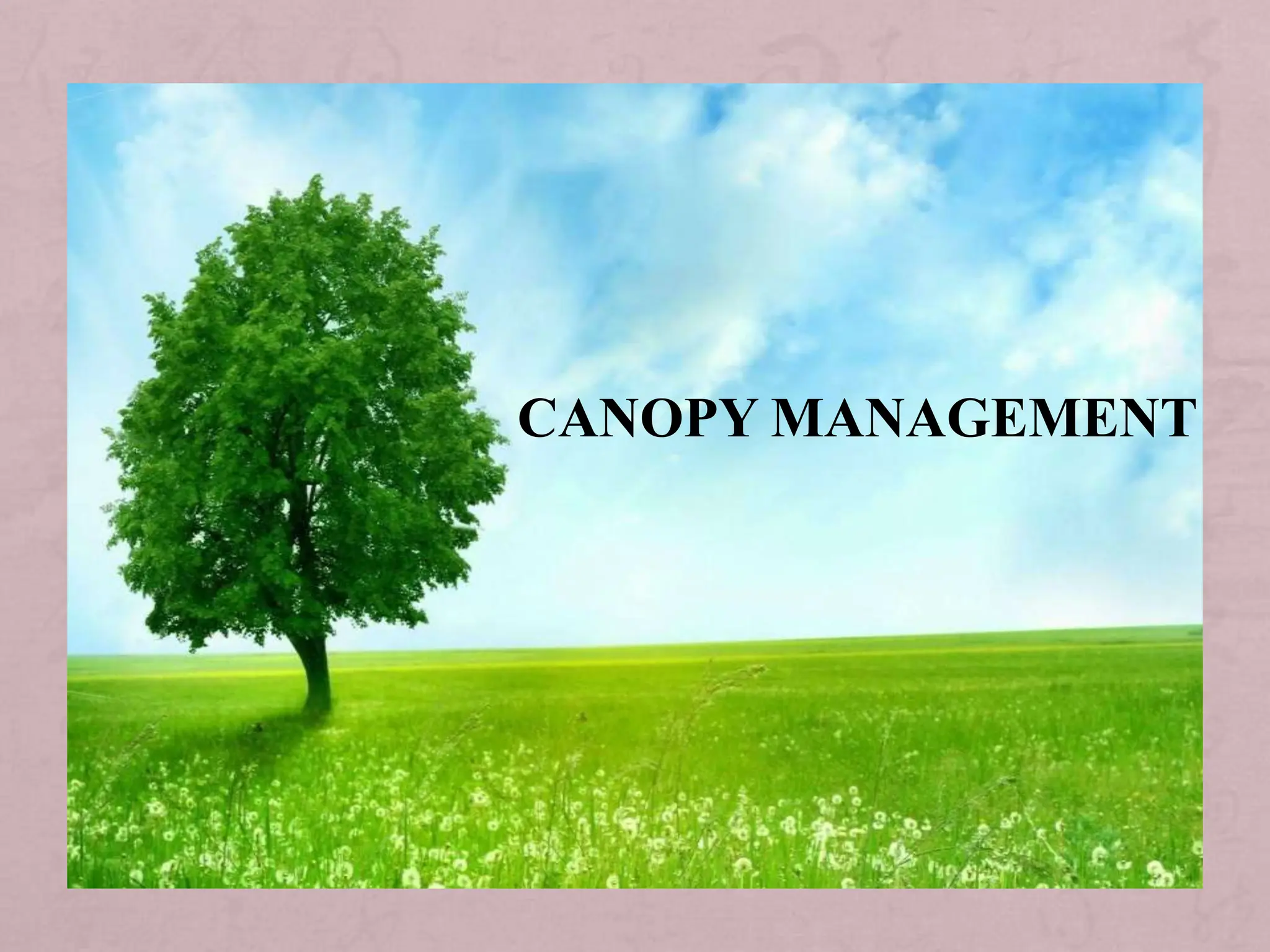 CANPOY CLASSIFICATION AND CANOPY MANAGEMENT THROUGH ROOTSTOCK AND SCION ...