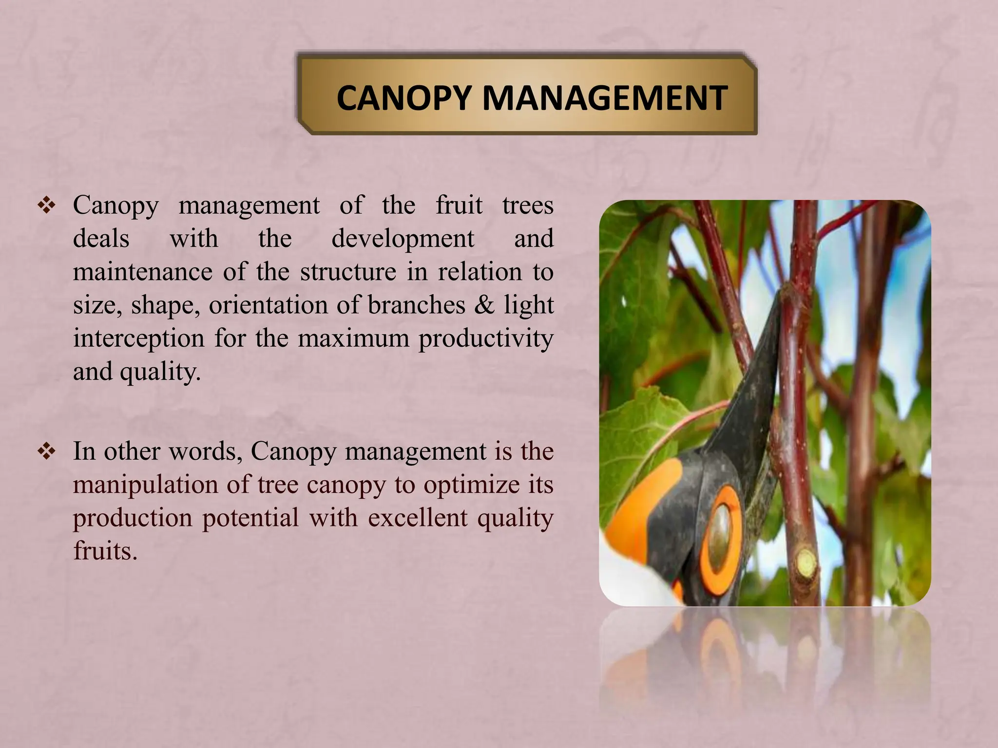 CANPOY CLASSIFICATION AND CANOPY MANAGEMENT THROUGH ROOTSTOCK AND SCION ...