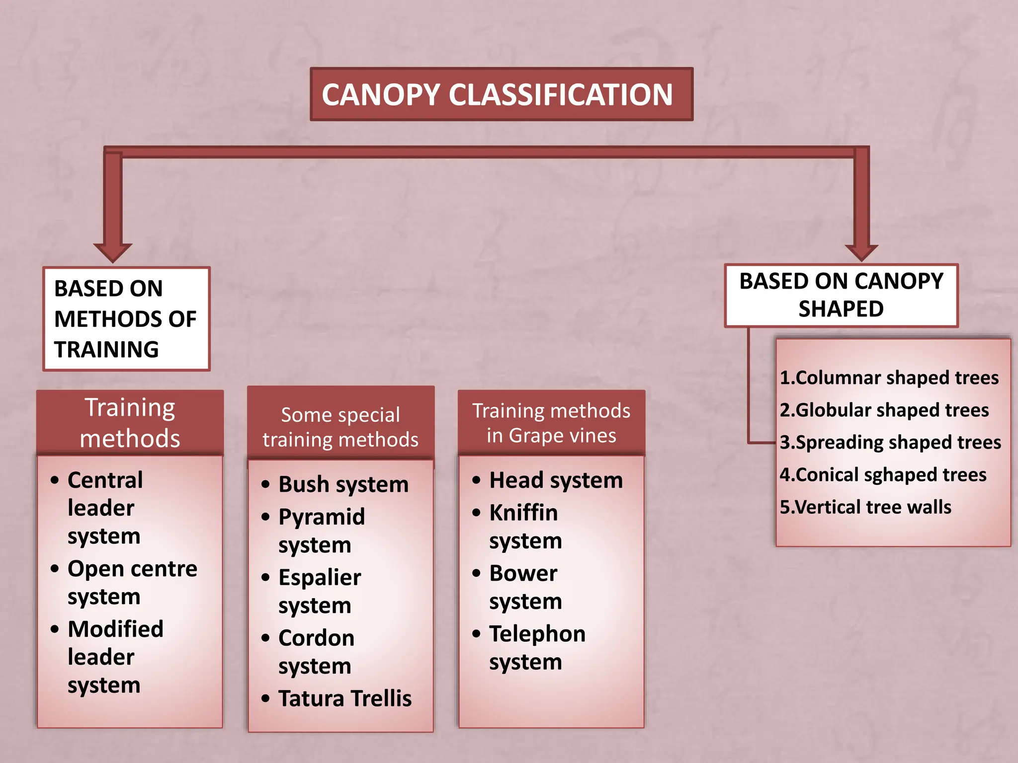 CANPOY CLASSIFICATION AND CANOPY MANAGEMENT THROUGH ROOTSTOCK AND SCION ...