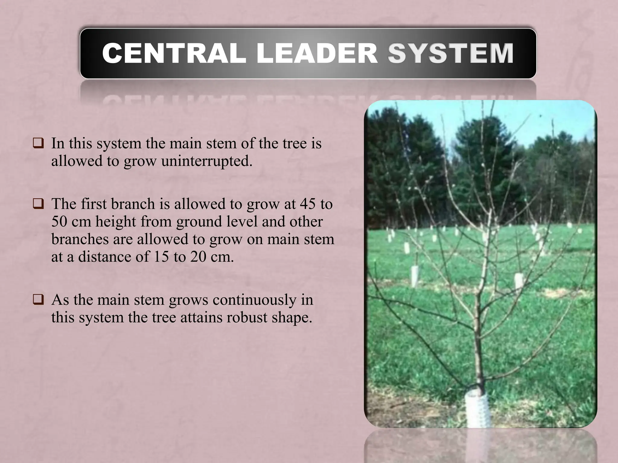 CANPOY CLASSIFICATION AND CANOPY MANAGEMENT THROUGH ROOTSTOCK AND SCION ...