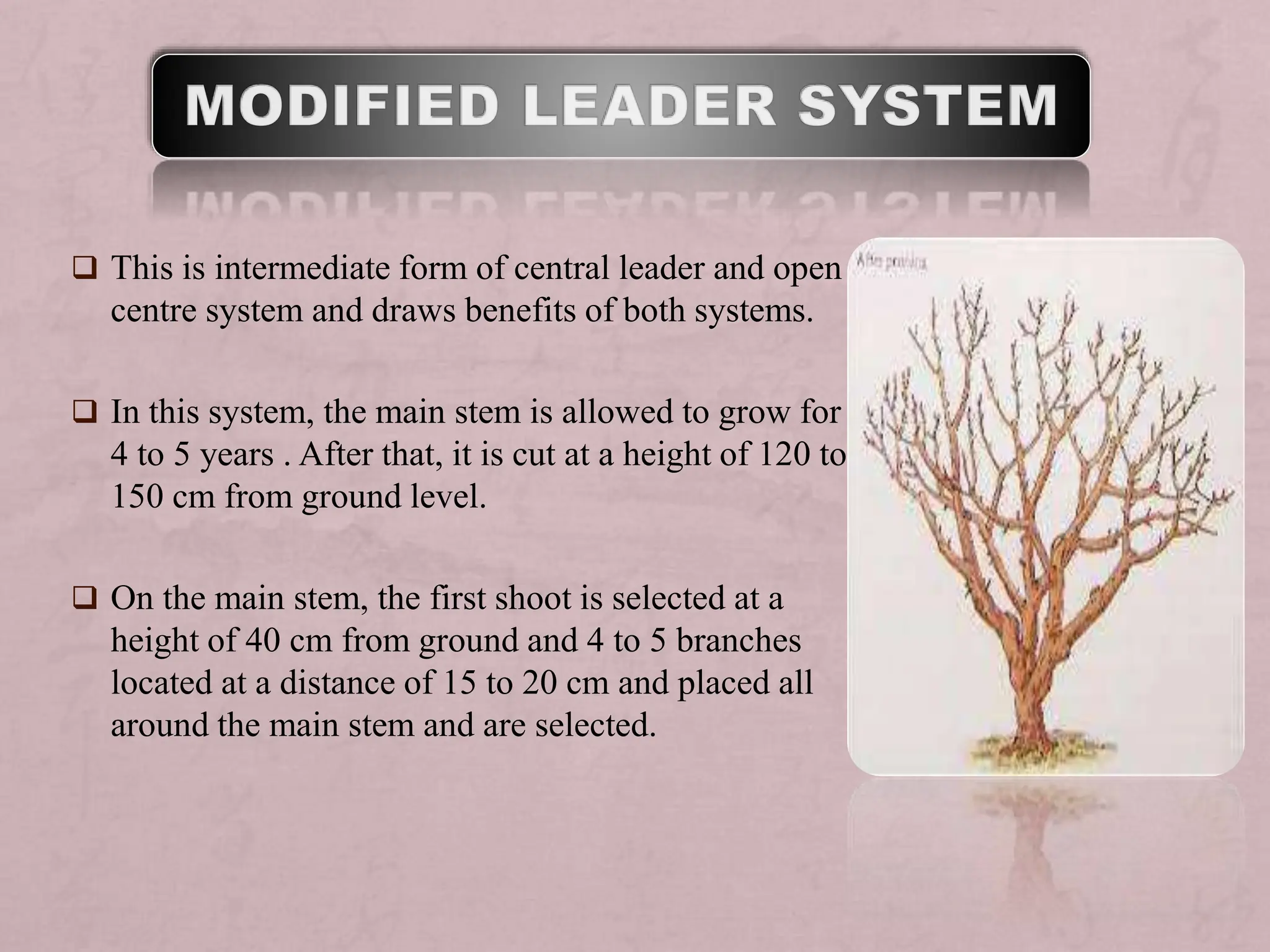 CANPOY CLASSIFICATION AND CANOPY MANAGEMENT THROUGH ROOTSTOCK AND SCION ...