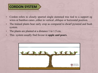 CANPOY CLASSIFICATION AND CANOPY MANAGEMENT THROUGH ROOTSTOCK AND SCION ...