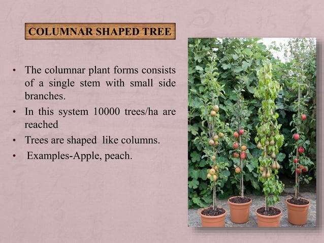CANPOY CLASSIFICATION AND CANOPY MANAGEMENT THROUGH ROOTSTOCK AND SCION ...
