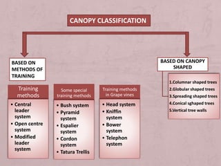 CANPOY CLASSIFICATION AND CANOPY MANAGEMENT THROUGH ROOTSTOCK AND SCION | PPTX