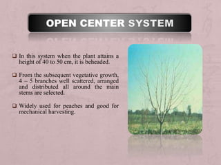 CANPOY CLASSIFICATION AND CANOPY MANAGEMENT THROUGH ROOTSTOCK AND SCION ...
