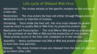 Characteristic and life cycle of DNA and RNA.pptx